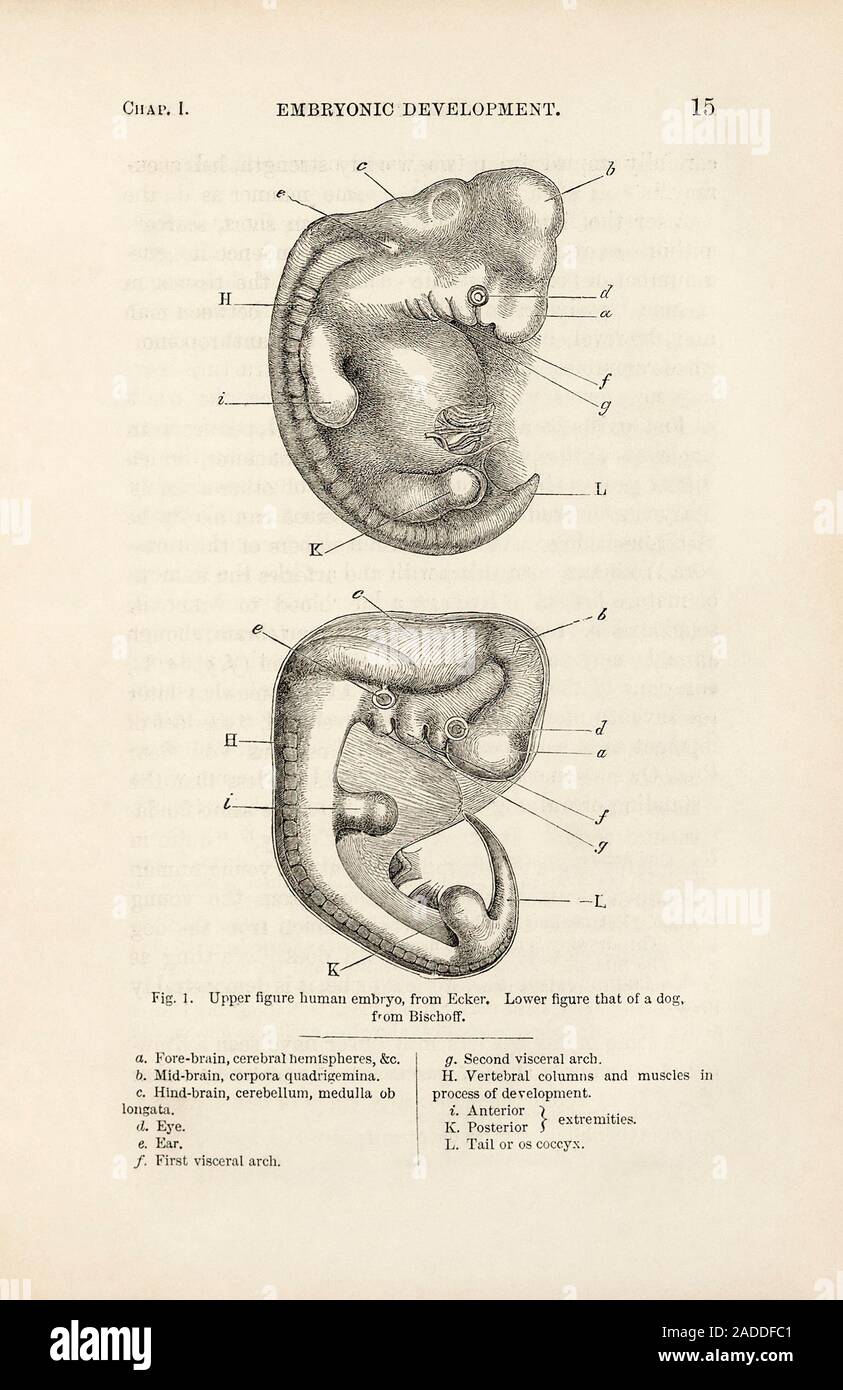 Darwin on embryonic development, 19th-century illustrations. Here ...