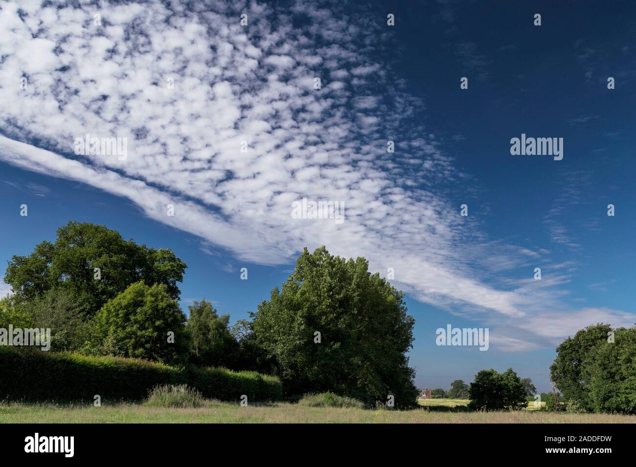 Altocumulus stratiformis clouds over a rural scene. Altocumulus clouds ...