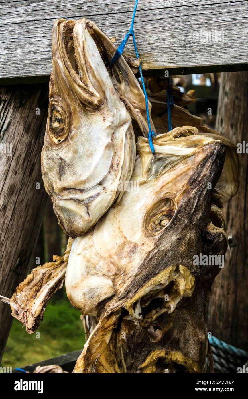 Cod heads hung to dry. Iceland has produced stock fish, or air dried ...