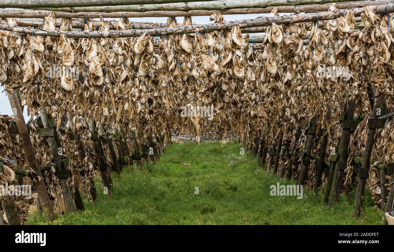 Cod heads hug to dry. Iceland has produced stock fish, or air dried ...