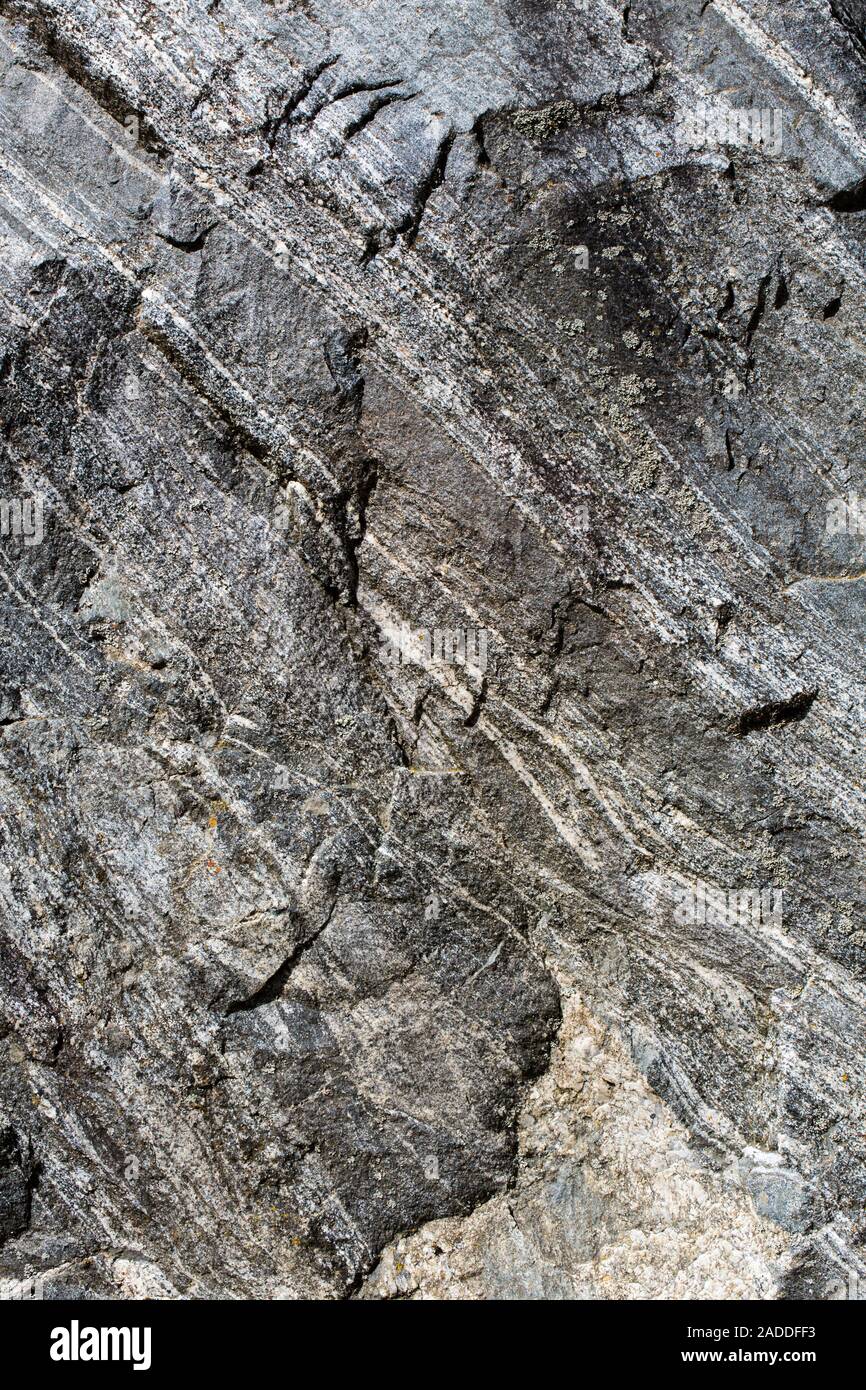 Amphibolite, a metamorphic rock containing black amphibole. The light veins are plagioclase ...