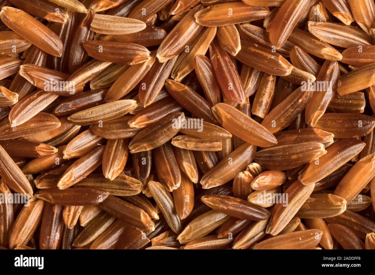 Red rice (Oryza sativa). Red, or whole grain, rice has not had the bran ...