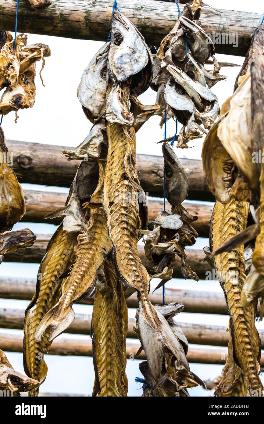 Cod heads hug to dry. Iceland has produced stock fish. or air dried ...