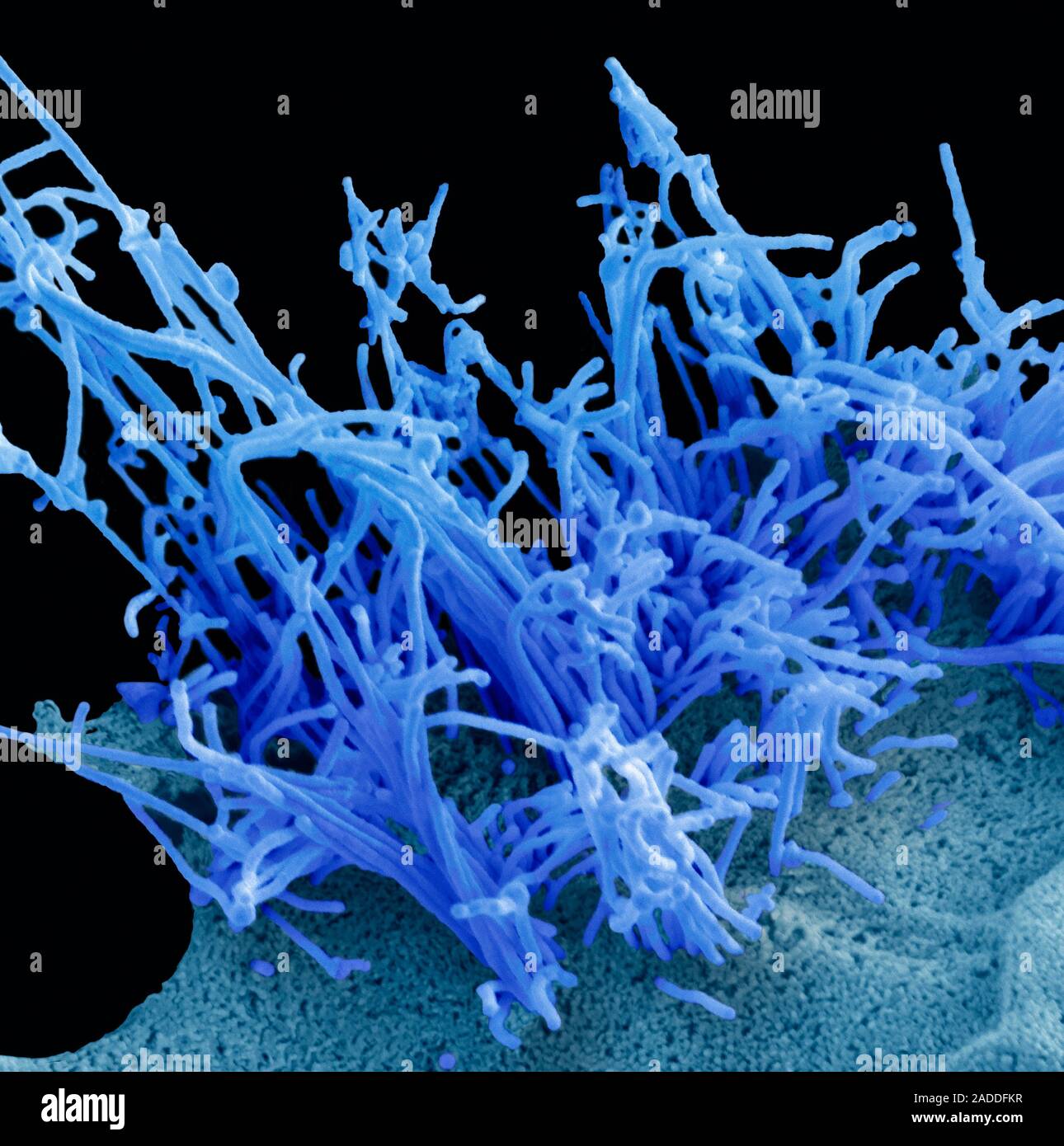 Human cell infected with bird flu virus, coloured scanning electron ...