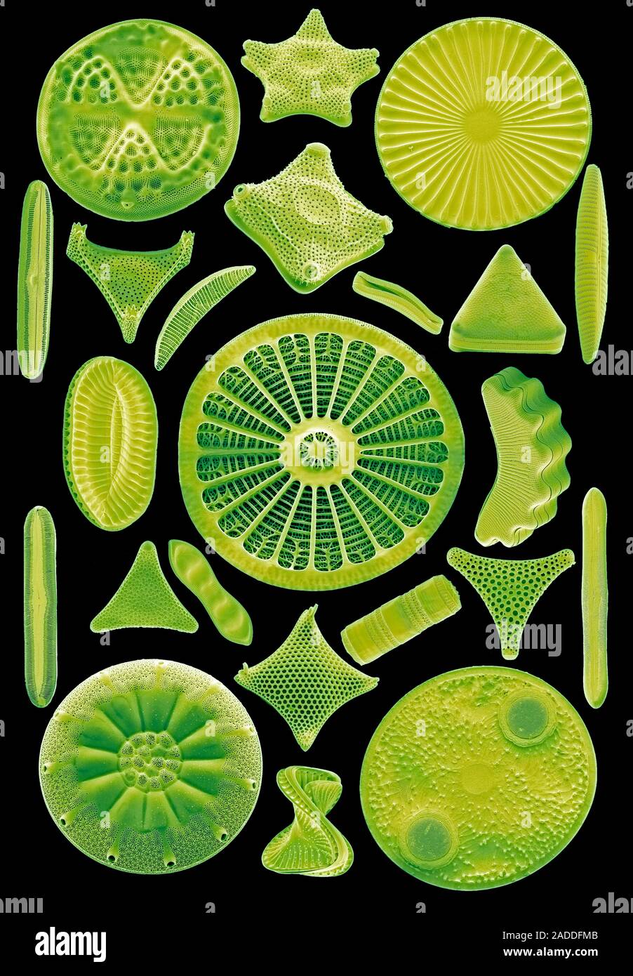 Diatoms. Coloured scanning electron micrograph (SEM) of an arrangement ...