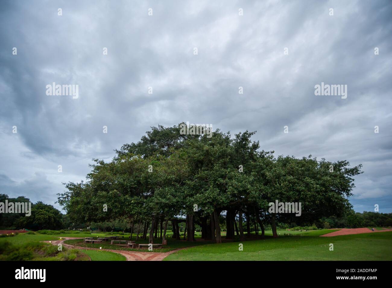 AUROVILLE, INDIA - December 2019: The Banyan tree symbol of the city ...