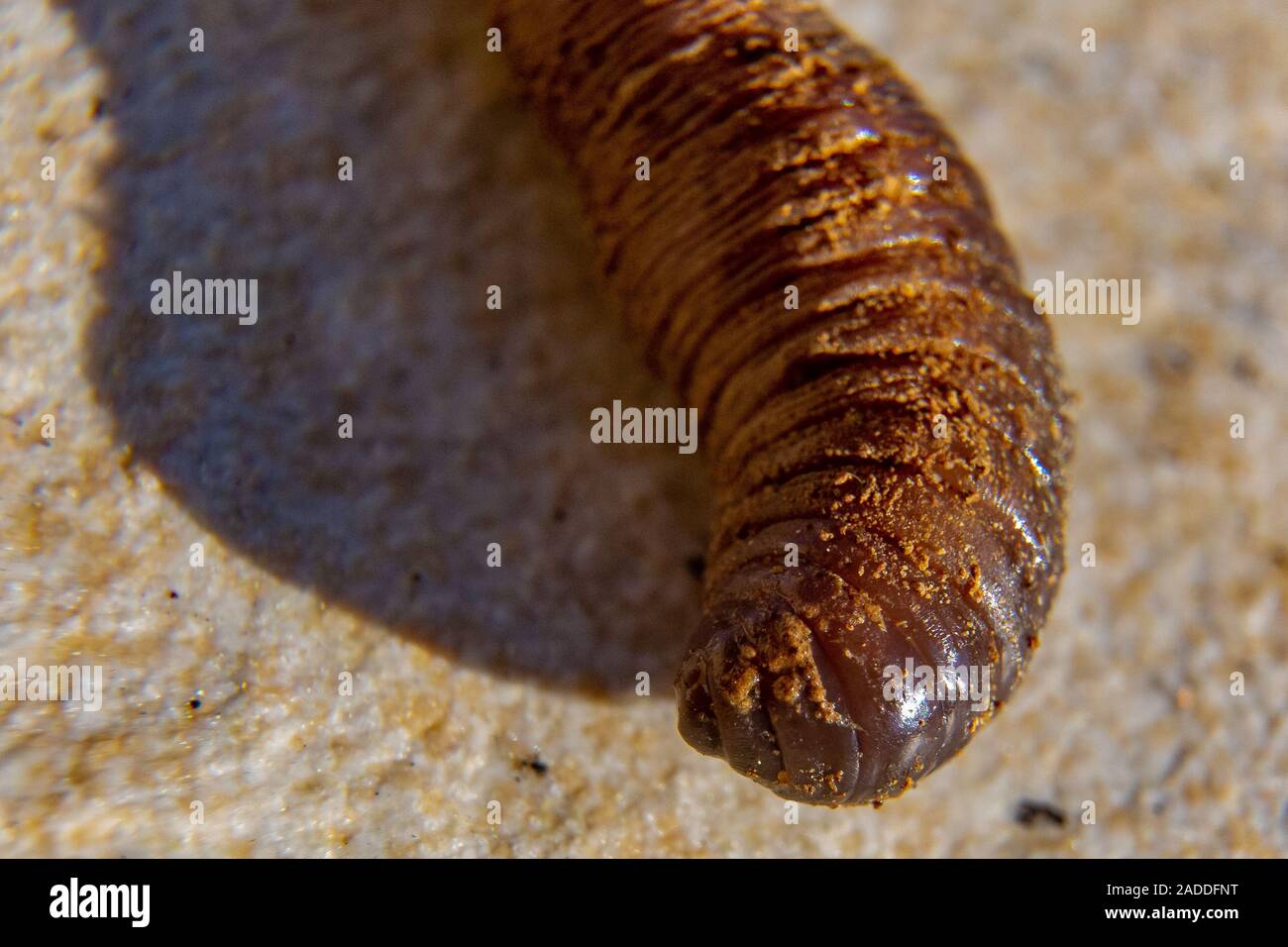 Worm on wet soil hi-res stock photography and images - Alamy