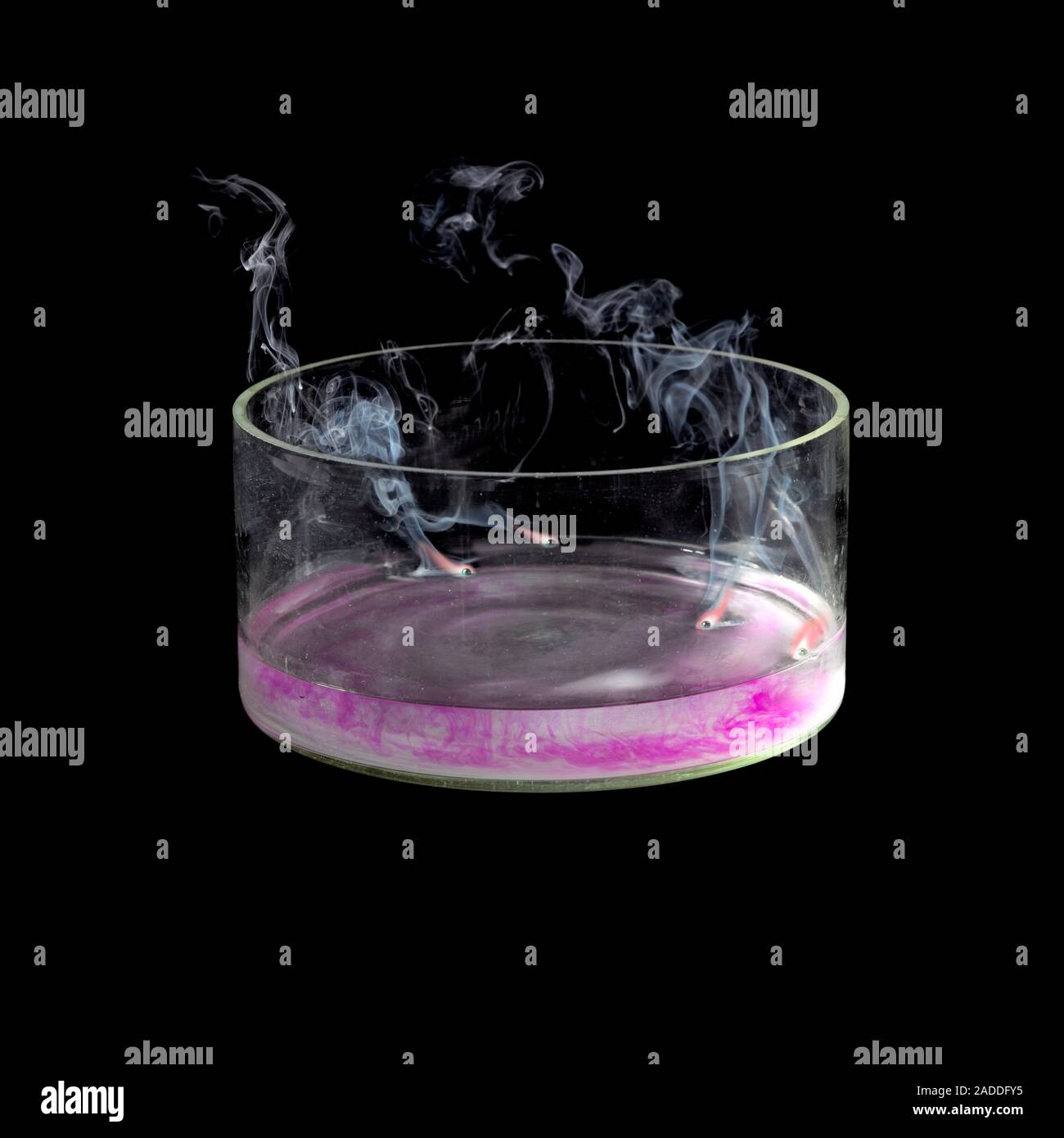 Potassium reacting with water in a water bath, with phenolphthalein ...