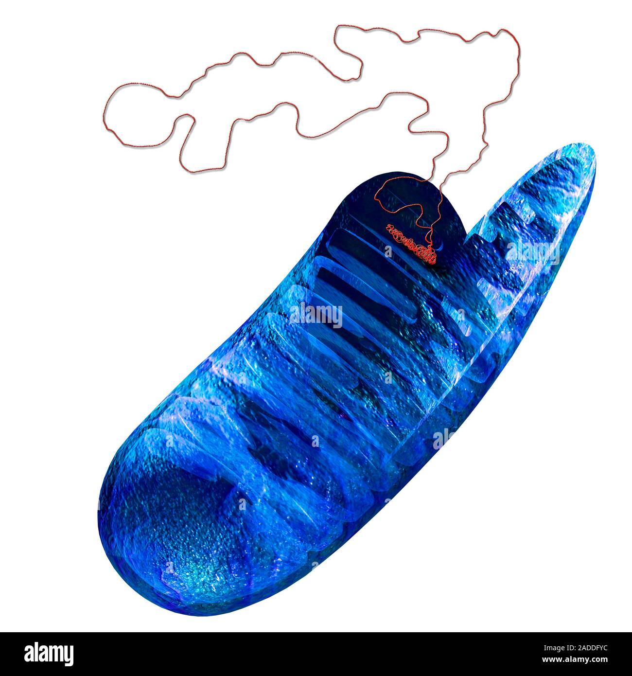 This image may not be used in educational posters Illustration of a ...