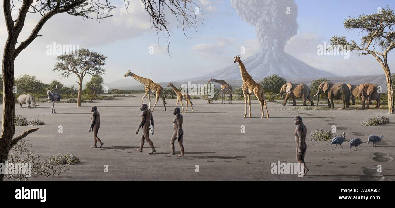 Laetoli fossil footprints scene, illustration. The Laetoli footprints ...