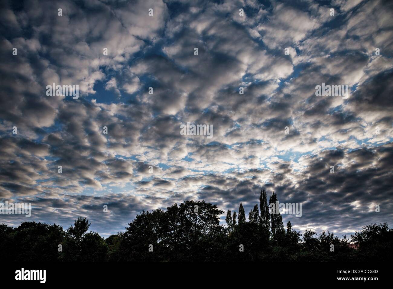 Altocumulus stratiformis clouds in summer. Altocumulus clouds occur at ...