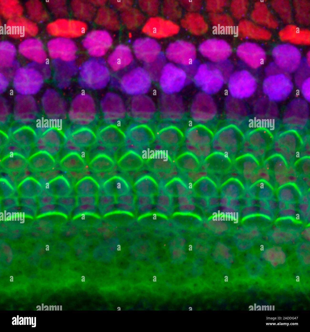 Cochlea cells and stereocilia, light micrograph. The cochlea is the ...