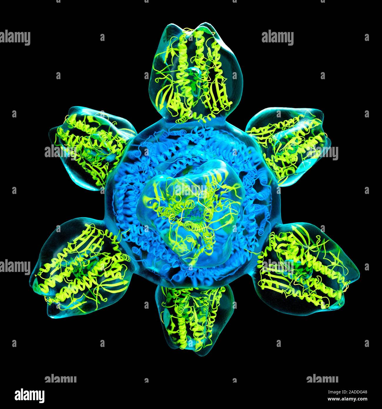 Nanoparticle flu vaccine prototype, illustration. This prototype for a ...