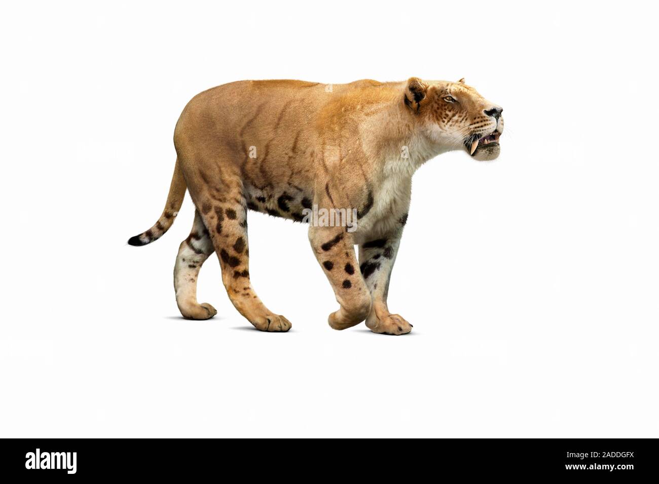 Illustration and photo-reconstruction of the ancient saber-toothed cat ...