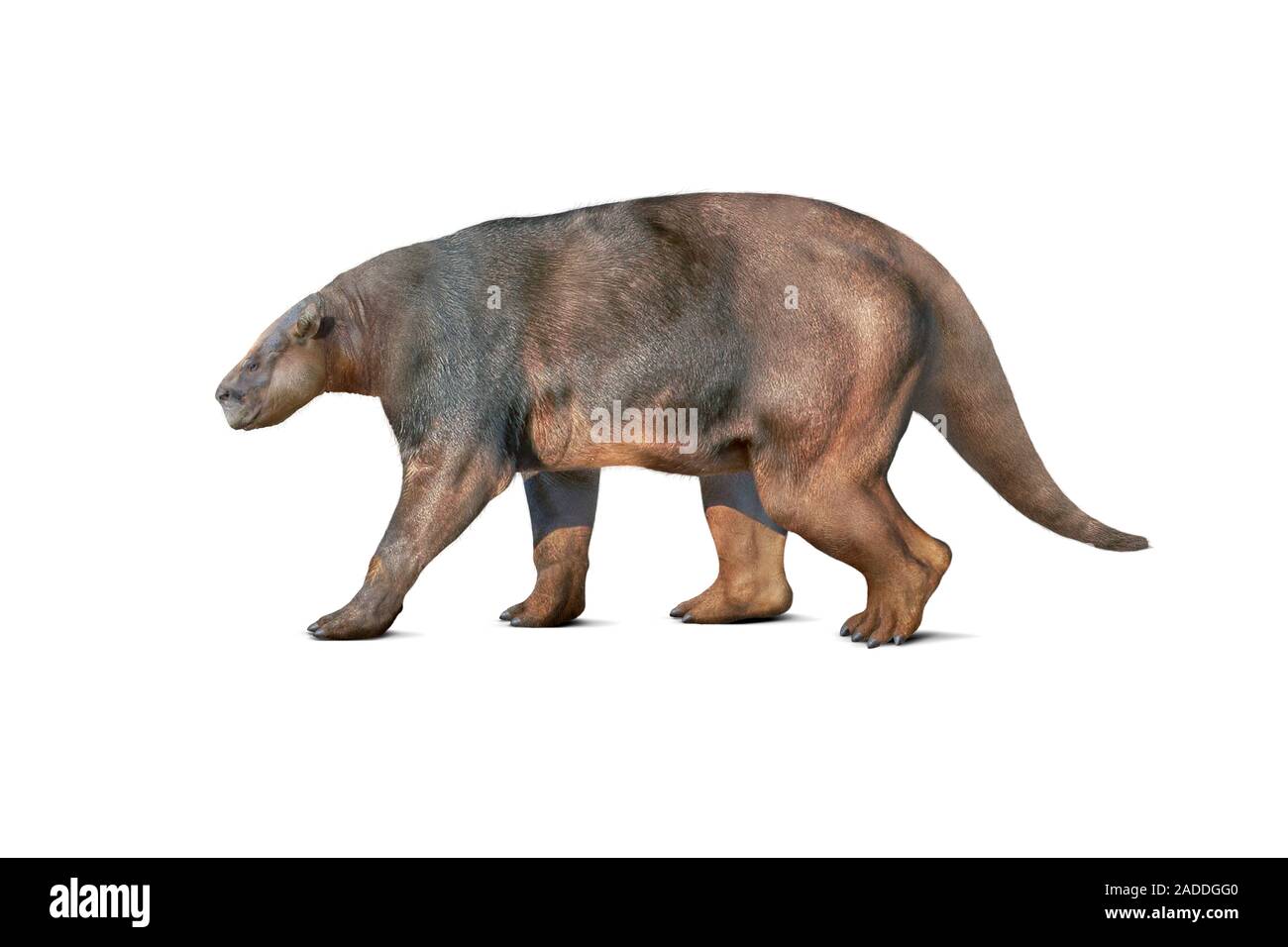 Illustration and photo-reconstruction of the North American herbivore ...