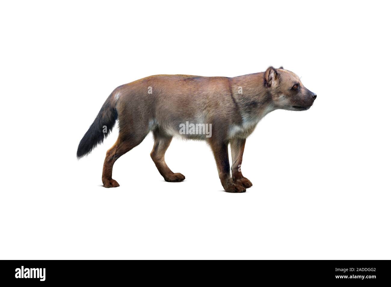 Illustration and photo-reconstruction of the ancient dog Borophagus ...
