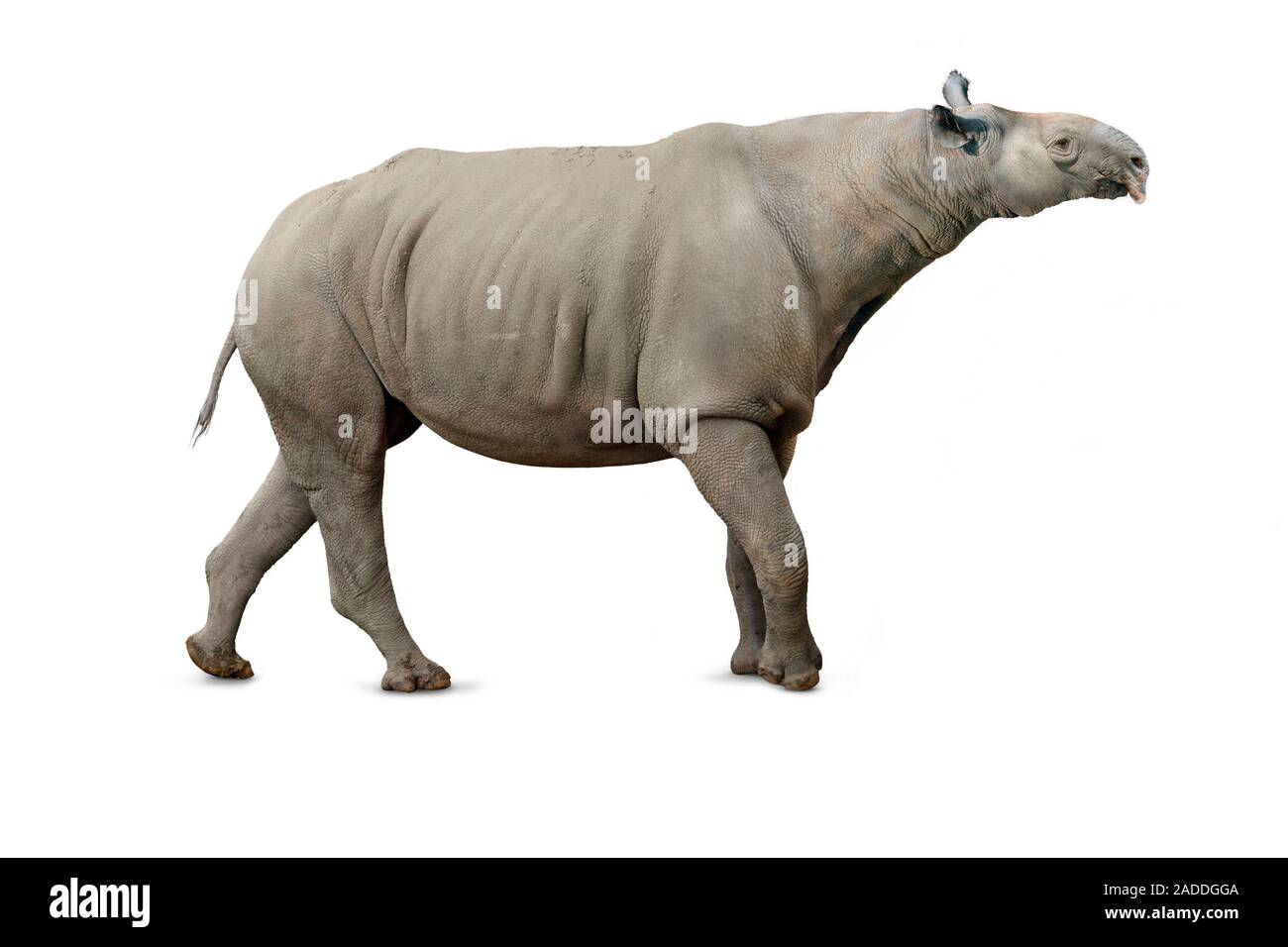 Illustration and photo-reconstruction of Indricotherium transouralicum ...