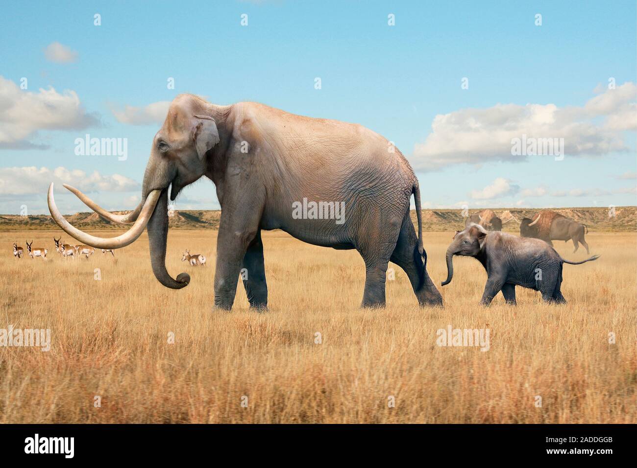 Illustration and photo-reconstruction of a Columbian mammoth (Mammuthus ...