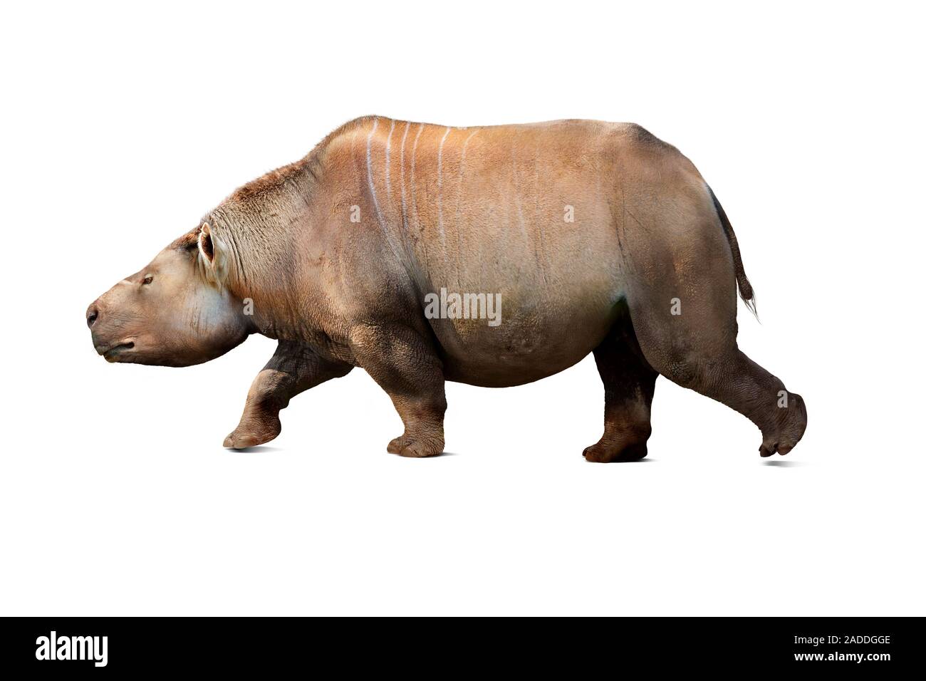 Illustration and photo-reconstruction of Mixotoxodon larensis ...