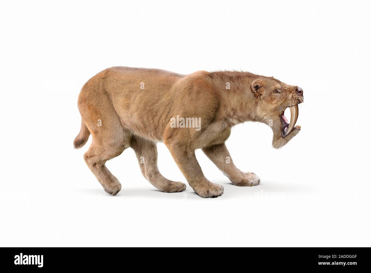 Illustration and photo-reconstruction of the ancient North American ...