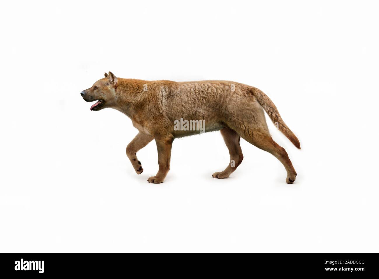 Illustration and photo-reconstruction of the gigantic ancient dog ...