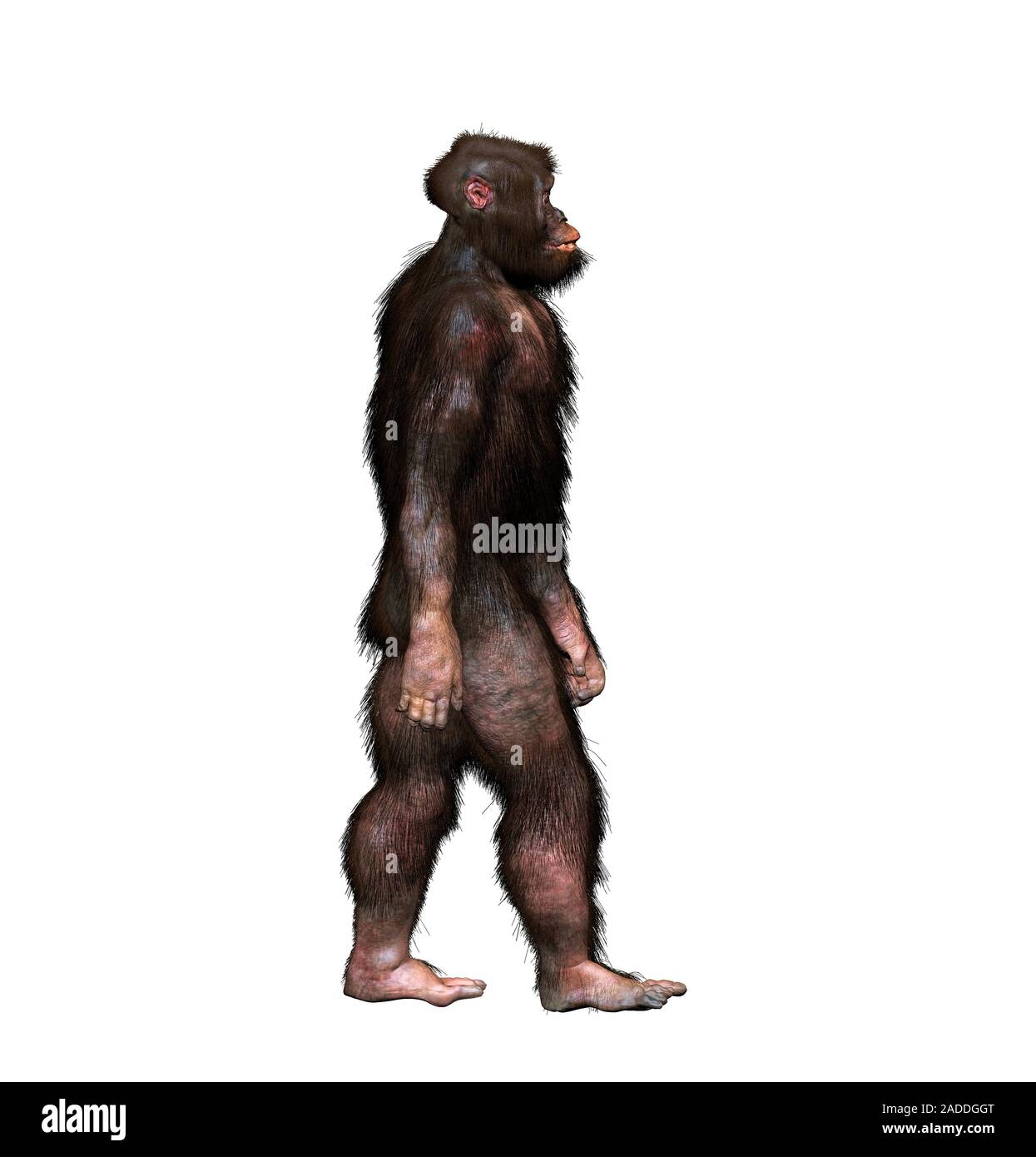Illustration of a Australopithecus garhi hominin male. A. garhi lived ...