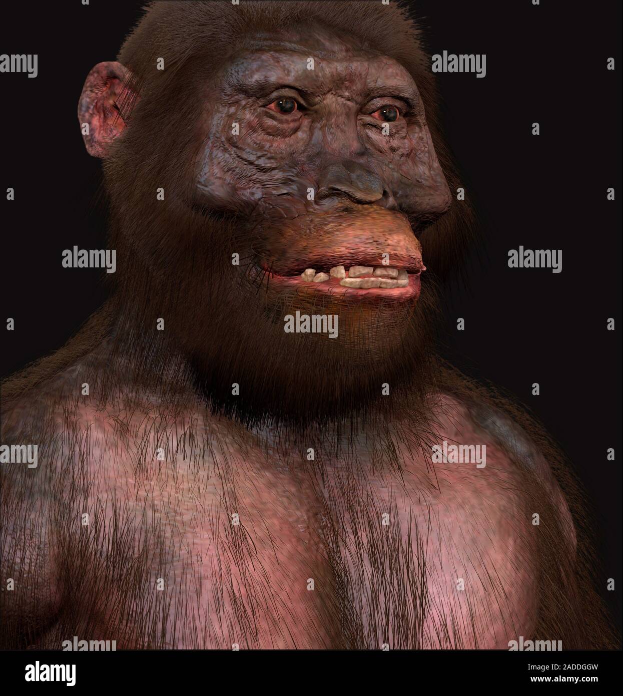Illustration of a Australopithecus garhi hominin male. A. garhi lived around 2.5 million years ...