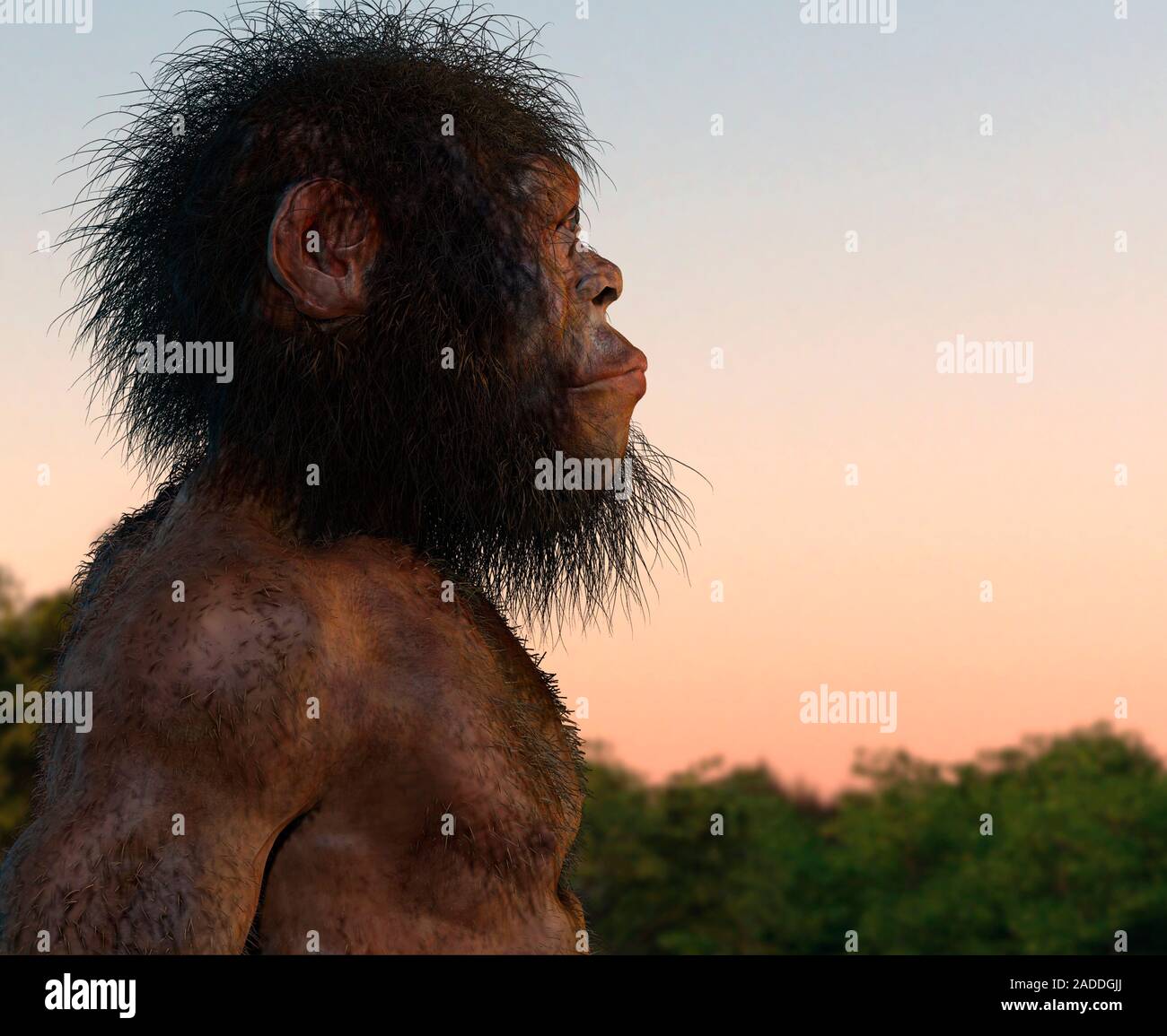 Illustration of a male Homo naledi hominid. H. naledi fossils were ...