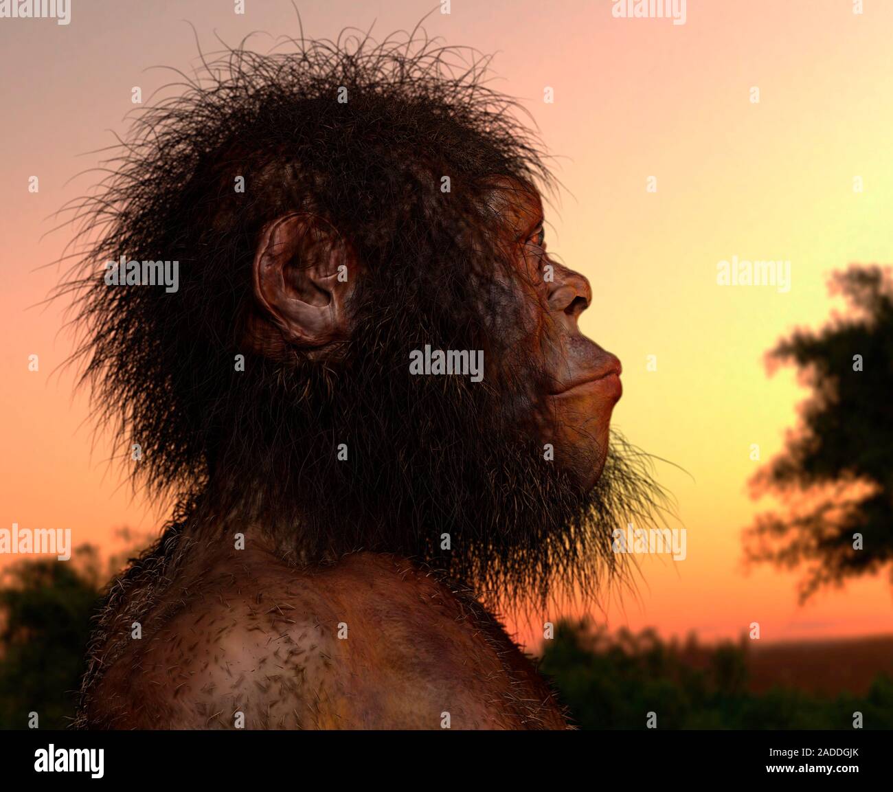Illustration of a male Homo naledi hominid. H. naledi fossils were ...