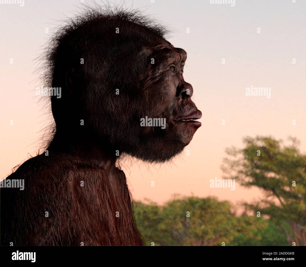 Illustration of a female Homo naledi hominid. H. naledi fossils were ...