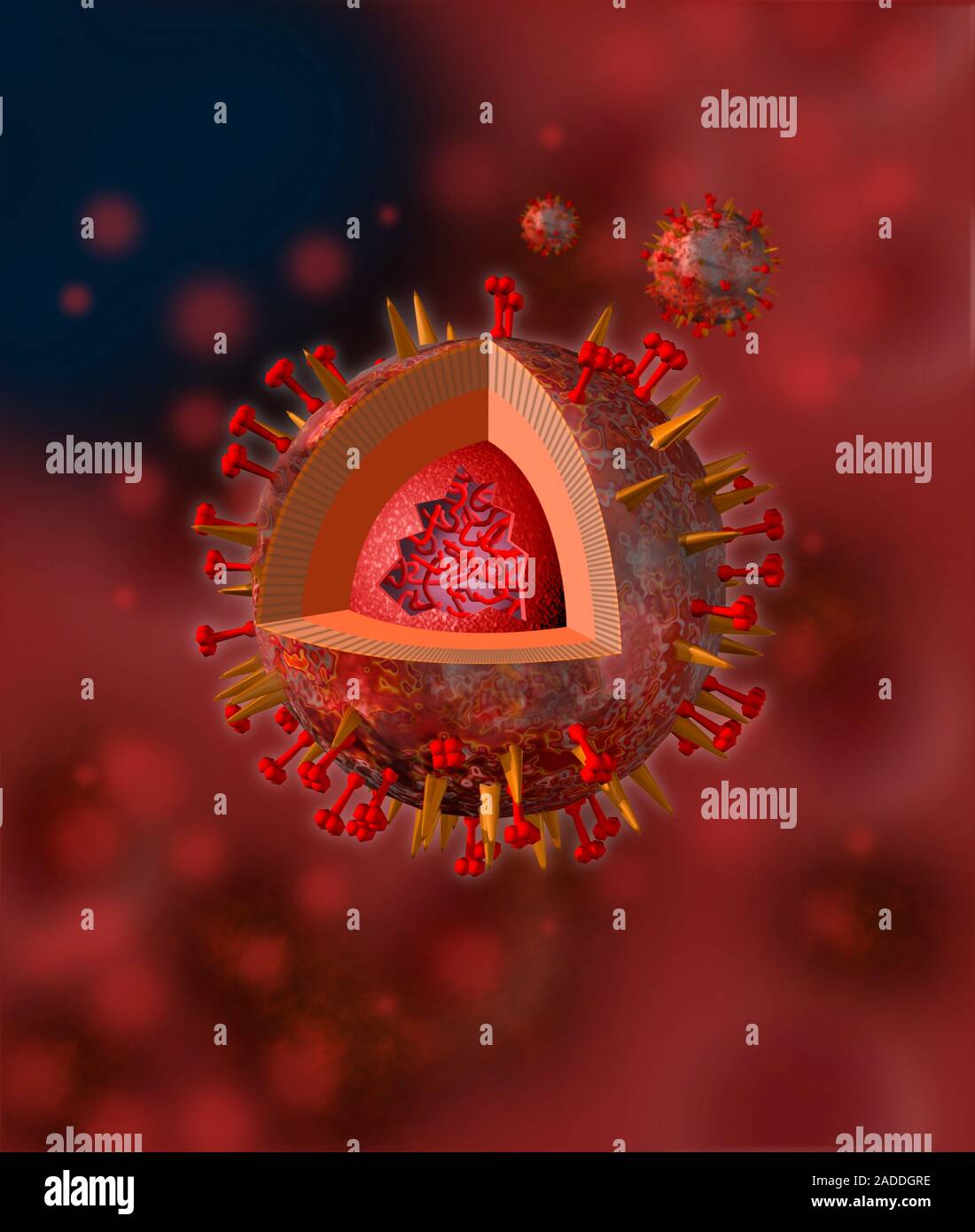 Influenza virus. Cut-away illustration of an influenza (flu) virus ...