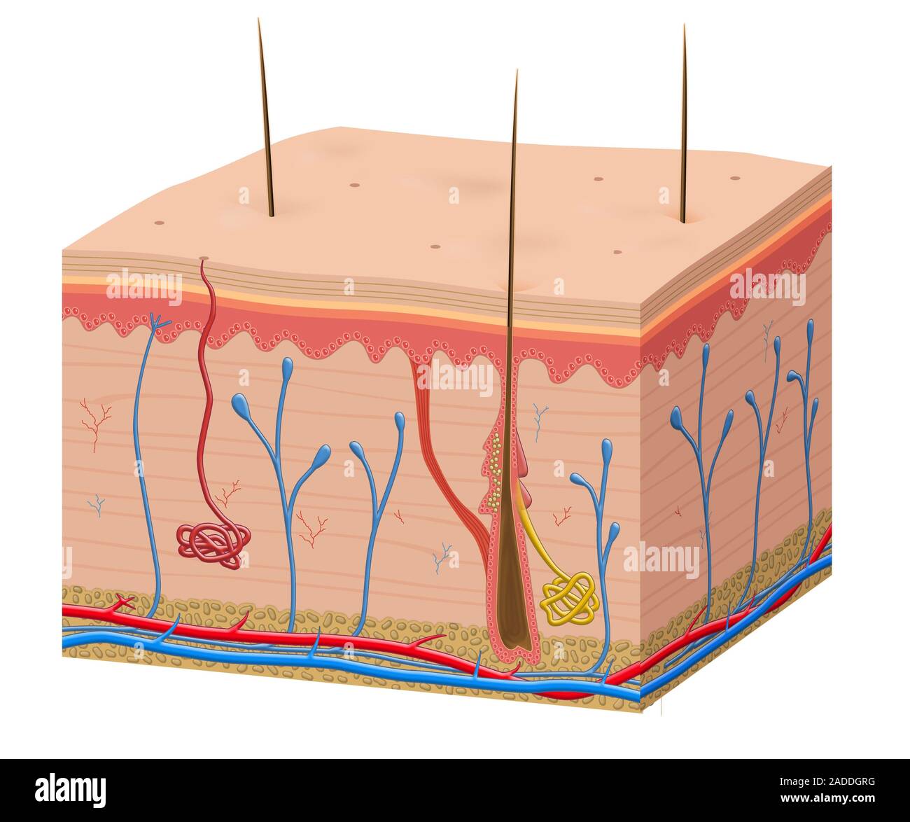Skin anatomy. Computer illustration of a cross-section through the ...