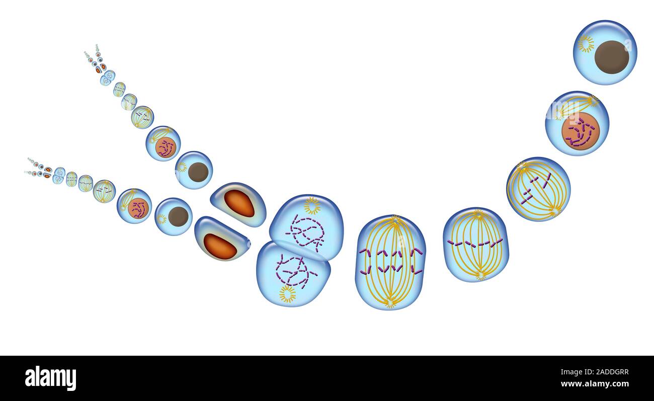 Mitosis. Illustration of the stages mitosis (nuclear division) and ...