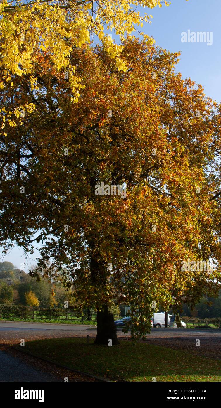 Oak tree planted in 1911 to celebrate the coronation of George V Stock ...