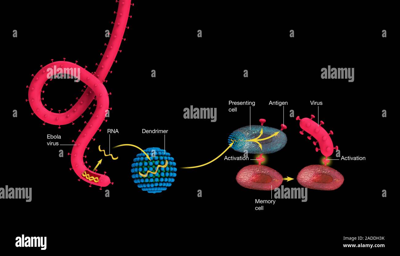 mRNA ebola vaccine, illustration. This vaccine uses replicon mRNA ...