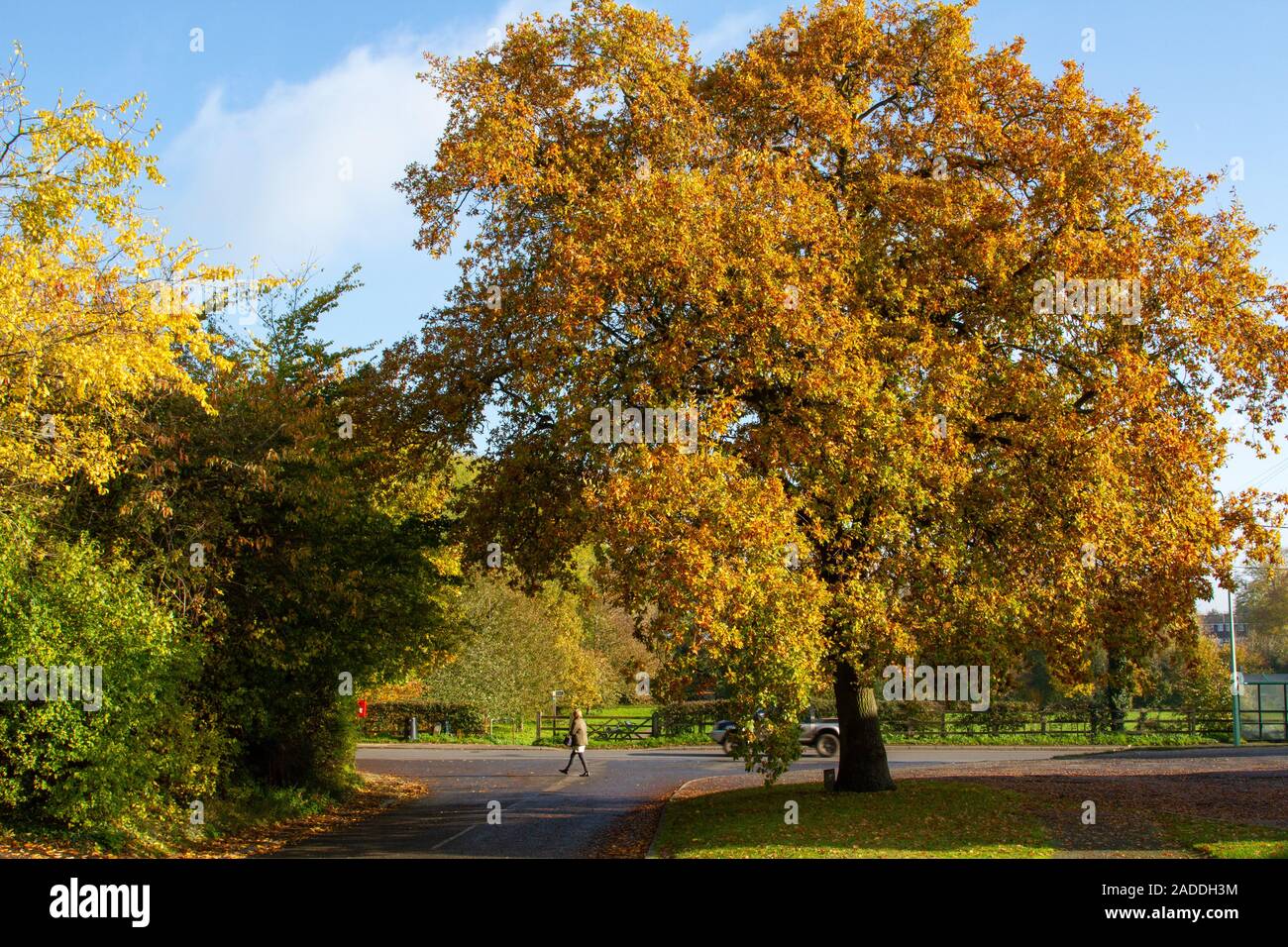 Oak tree planted in 1911 to celebrate the coronation of George V Stock ...