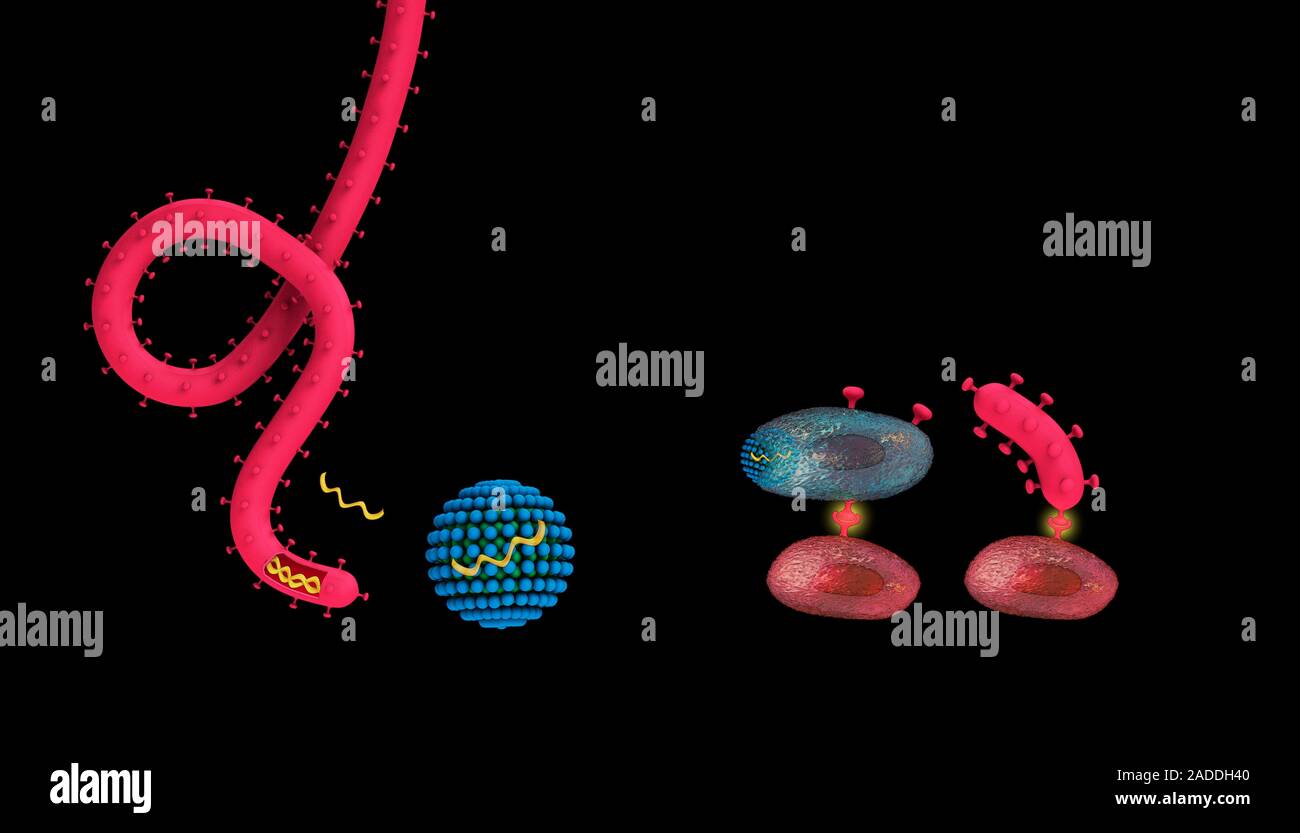 mRNA ebola vaccine, illustration. This vaccine uses replicon mRNA ...