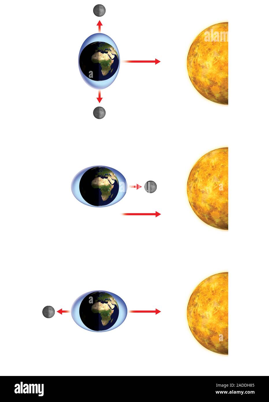 Neap and spring tides. Illustration showing the Sun (yellow) and Moon ...