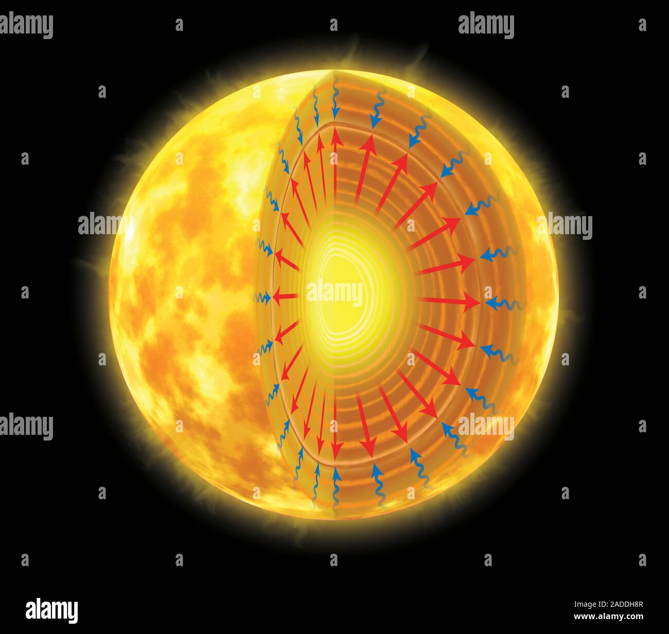 Gravitational and thermal forces in the Sun, cutaway illustration. The ...