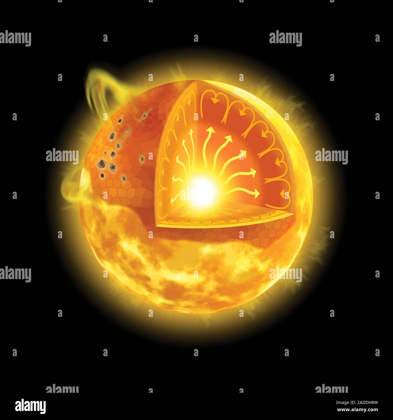 Internal and surface structure of the Sun, cutaway illustration. At the ...