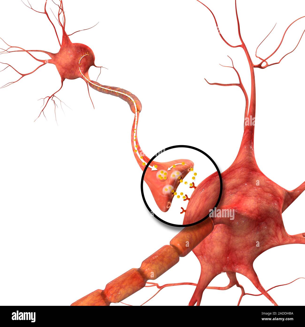 Dopamine neuron synapse chemistry. Illustration of two nerve cells ...