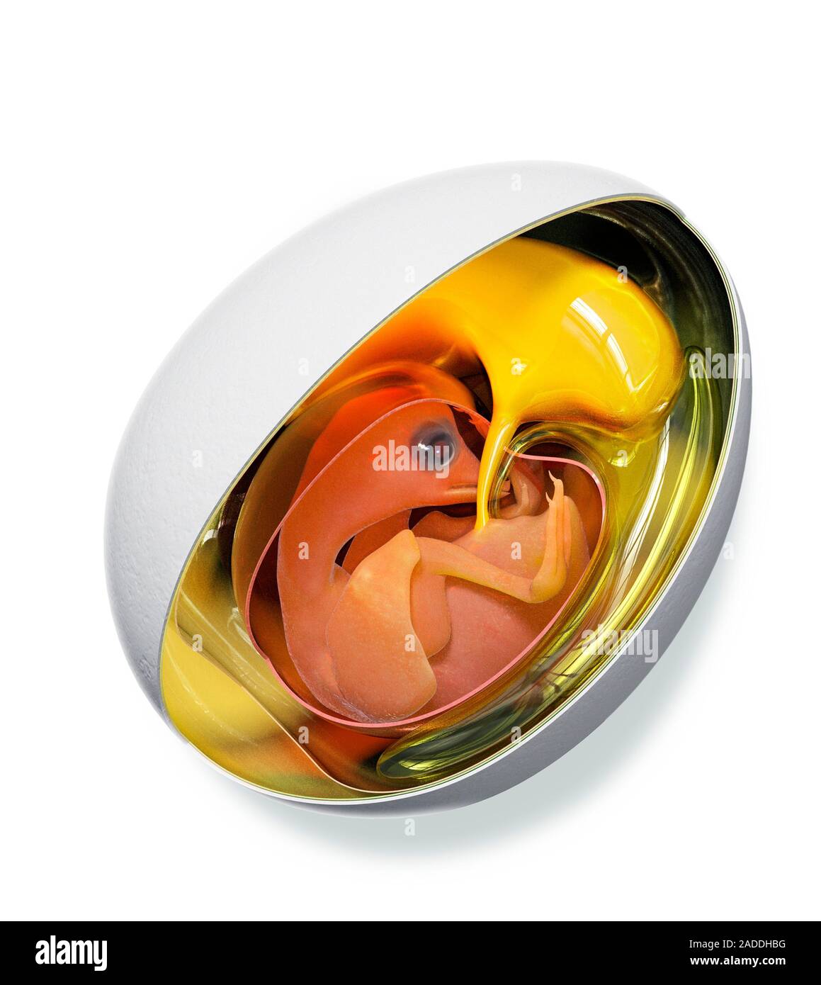 Developing bird foetus in egg, cutaway illustration. This egg (from a ...