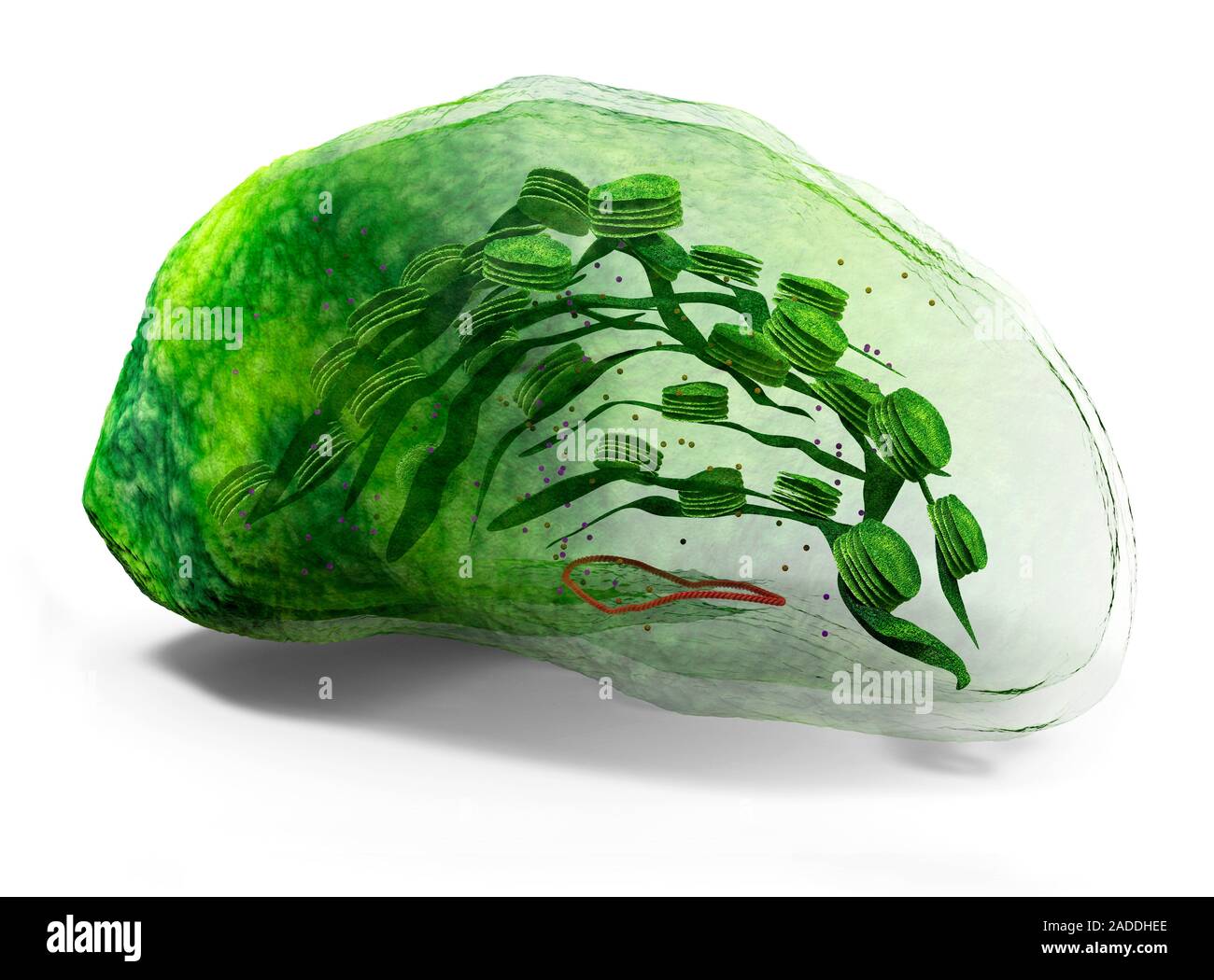 Chloroplast. Illustration of the internal structure of a chloroplast ...