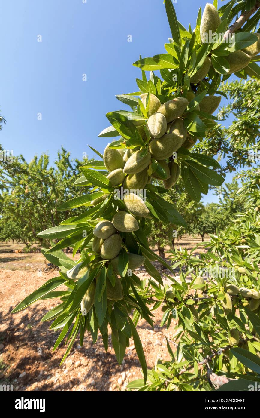 Almonds (Prunus communis var dulcis) were a traditional crop in ...