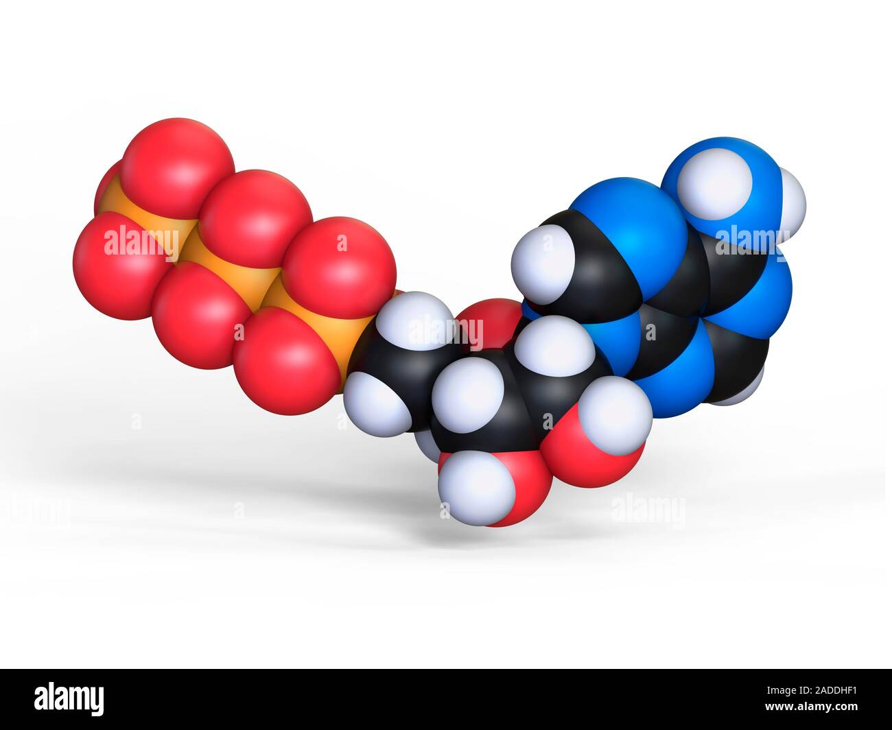 Adenosine triphosphate (ATP) molecule, illustration. This coenzyme ... Adenosine triphosphate (ATP) molecule, illustration. This coenzyme ...