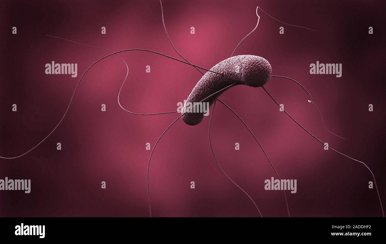 C. difficile bacterium, illustration. Formerly known as Clostridium ...