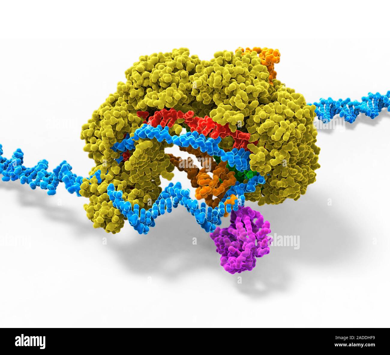 CRISPR-Cas6 gene editing complex, molecular structure. CRISPR-Cas ...