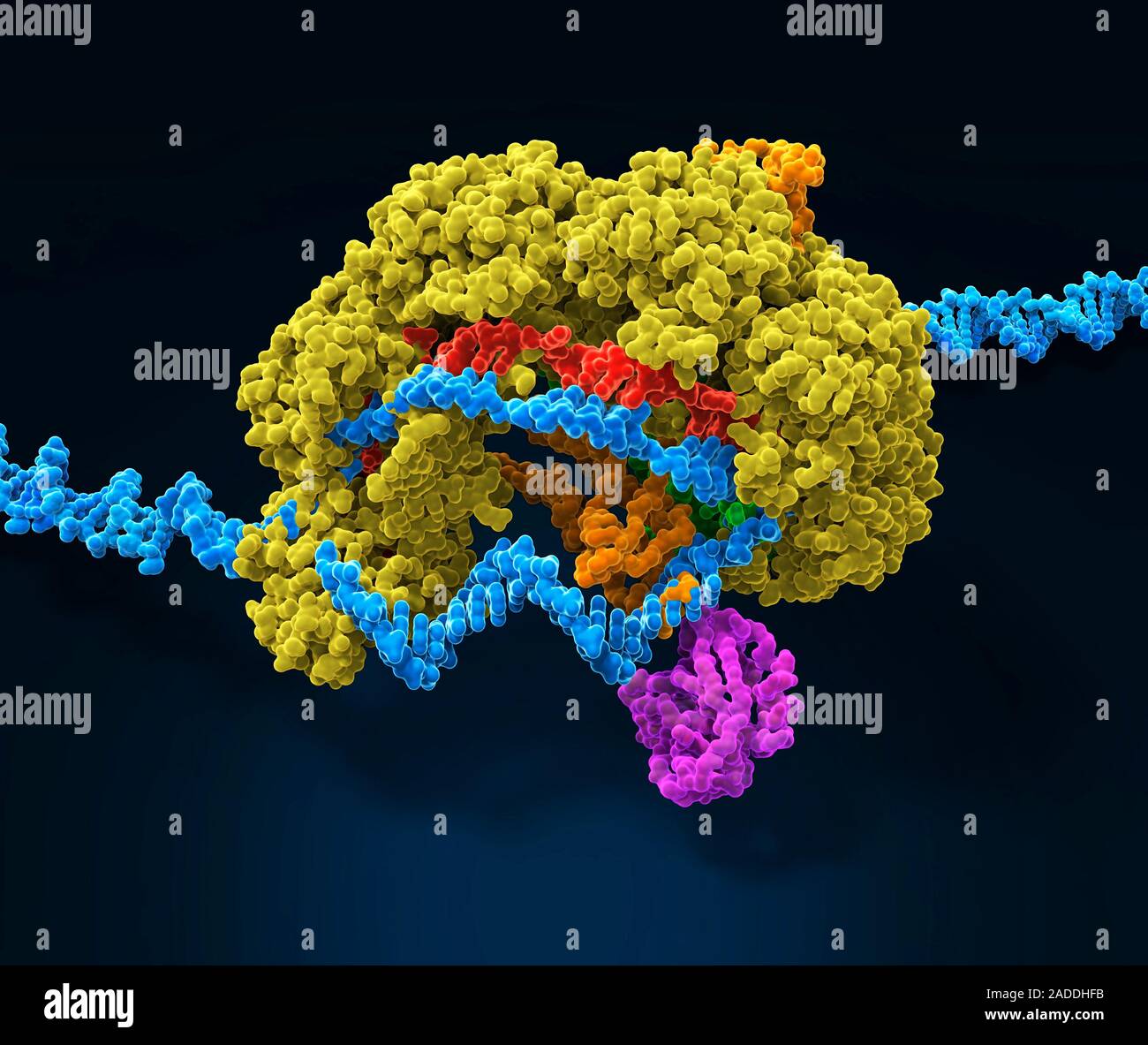 CRISPR-Cas6 gene editing complex, molecular structure. CRISPR-Cas ...