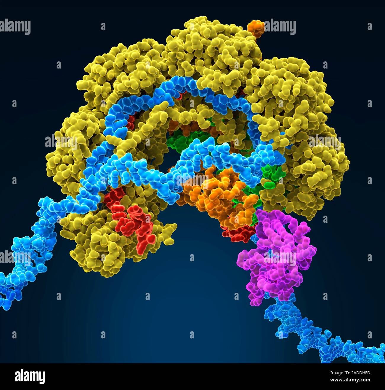 CRISPR-Cas6 gene editing complex, molecular structure. CRISPR-Cas ...