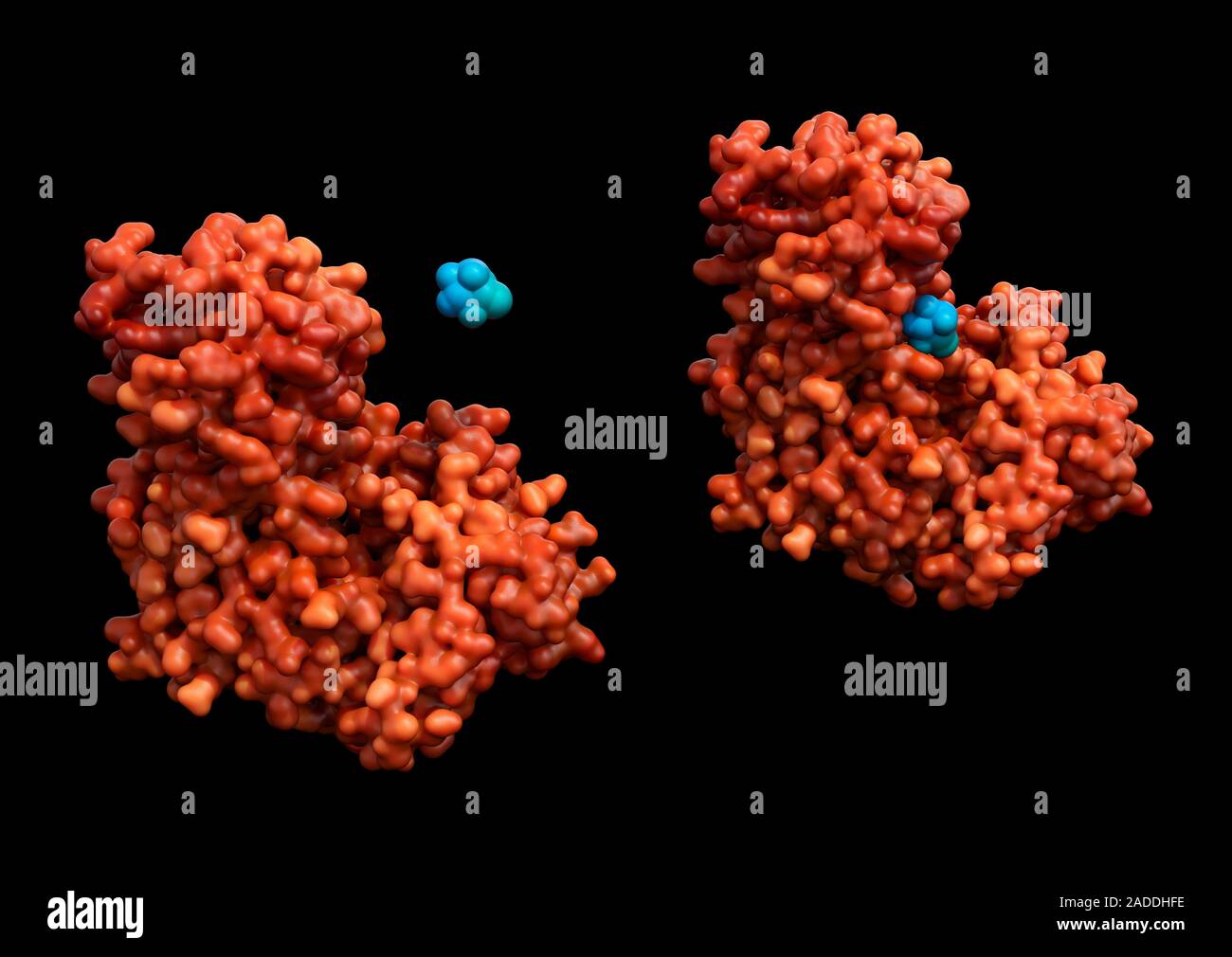 Hexokinase enzyme binding to glucose. Illustration of the enzyme ...